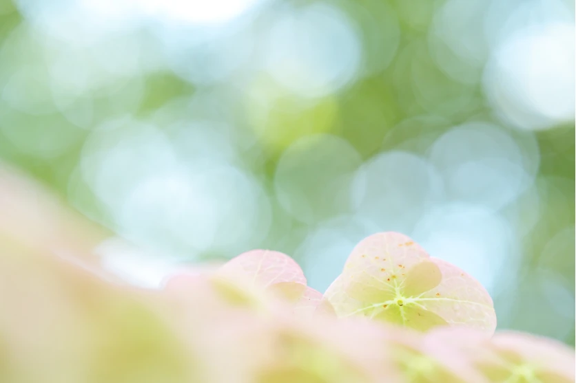 How to create beautiful bokeh effects: Using bokeh to capture stunning photos | Impression ...